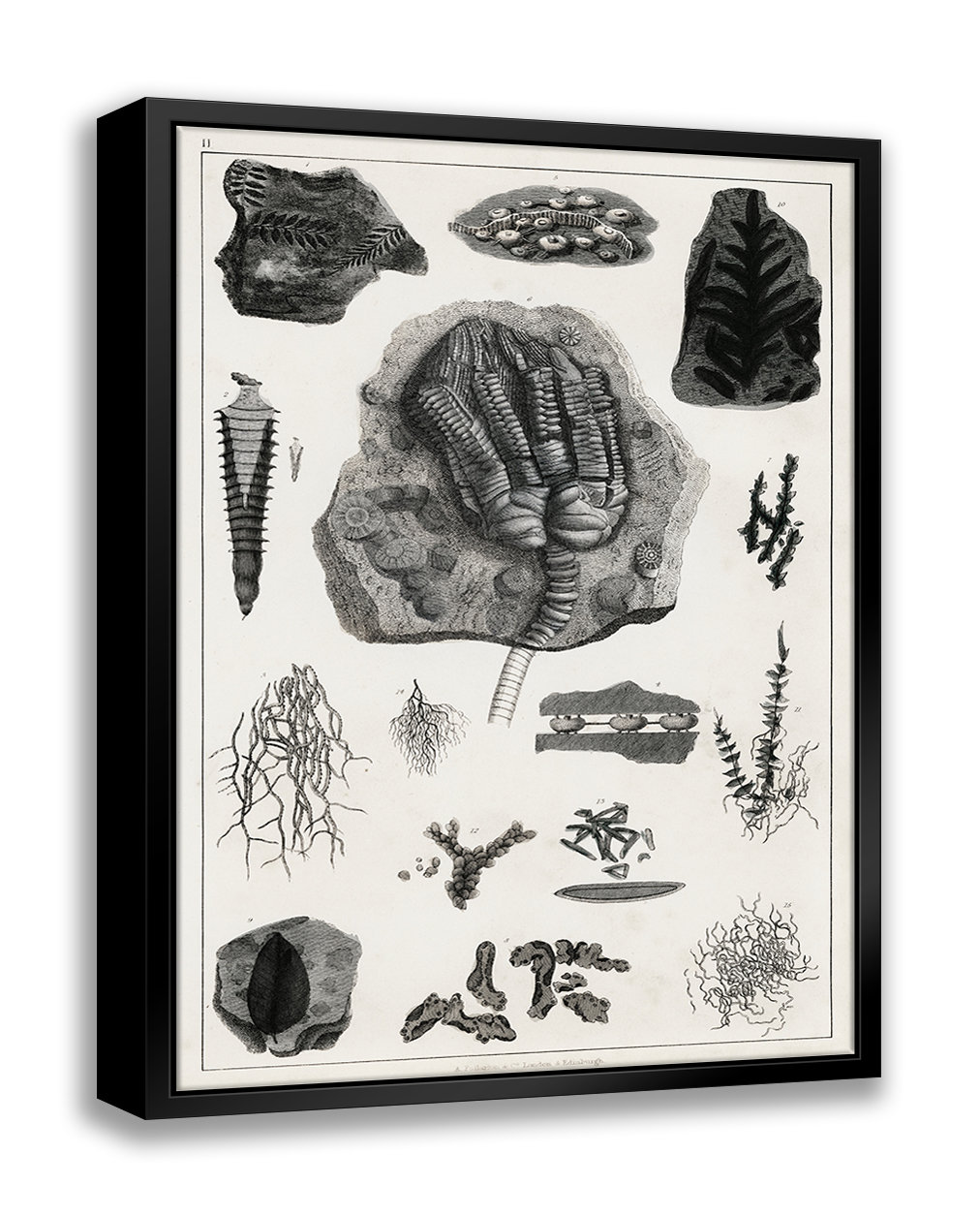 ATX Art Group LLC Collection Of Fossils II by Stanley Print House ...