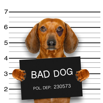 Ebern Designs Dachshund Police Mugshot by - Wrapped Canvas Photograph ...