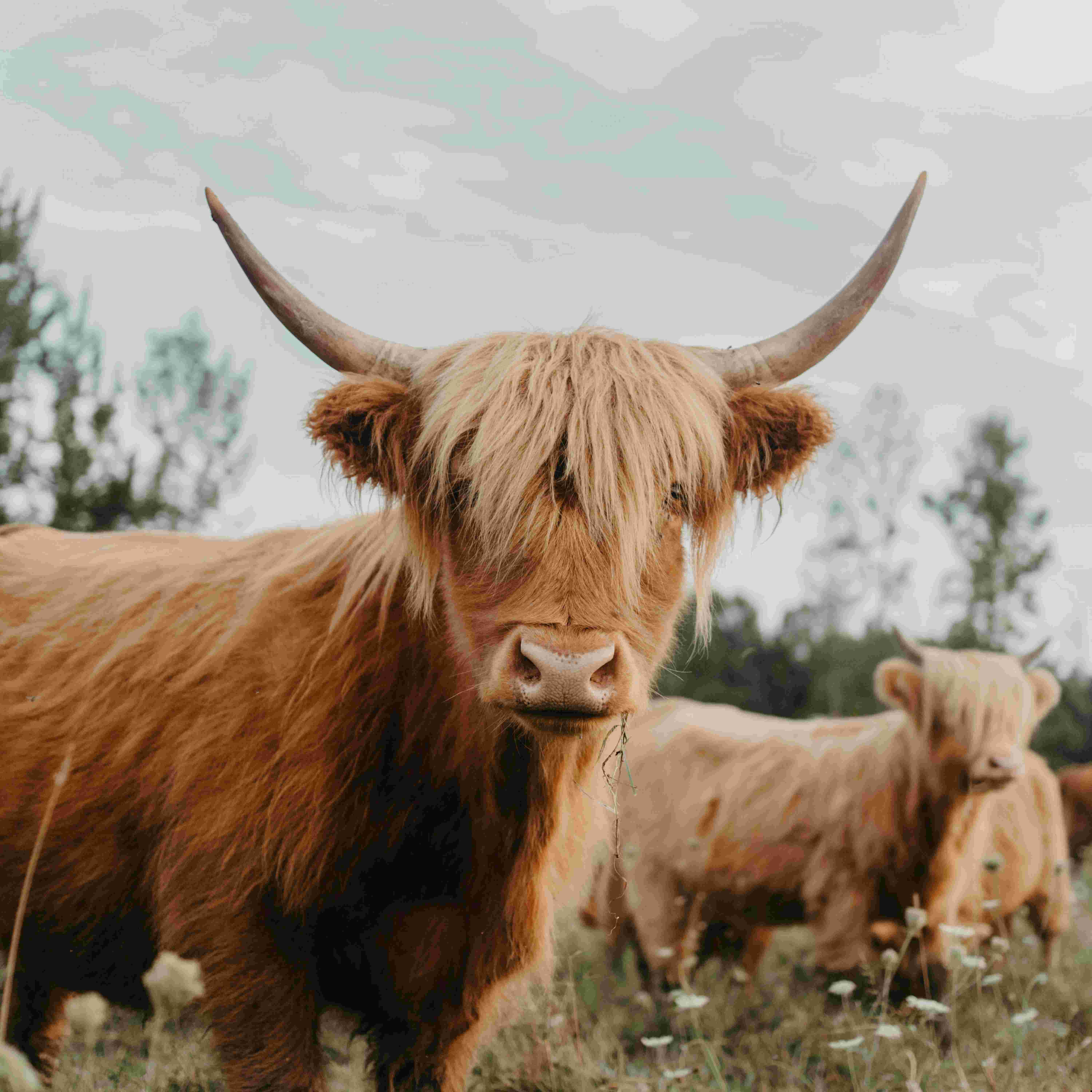 Union Rustic The Furry Highland Cow - Wrapped Canvas Photograph | Wayfair