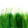 Wrought Studio Seamless Watercolor Green Grass Texture On White ...