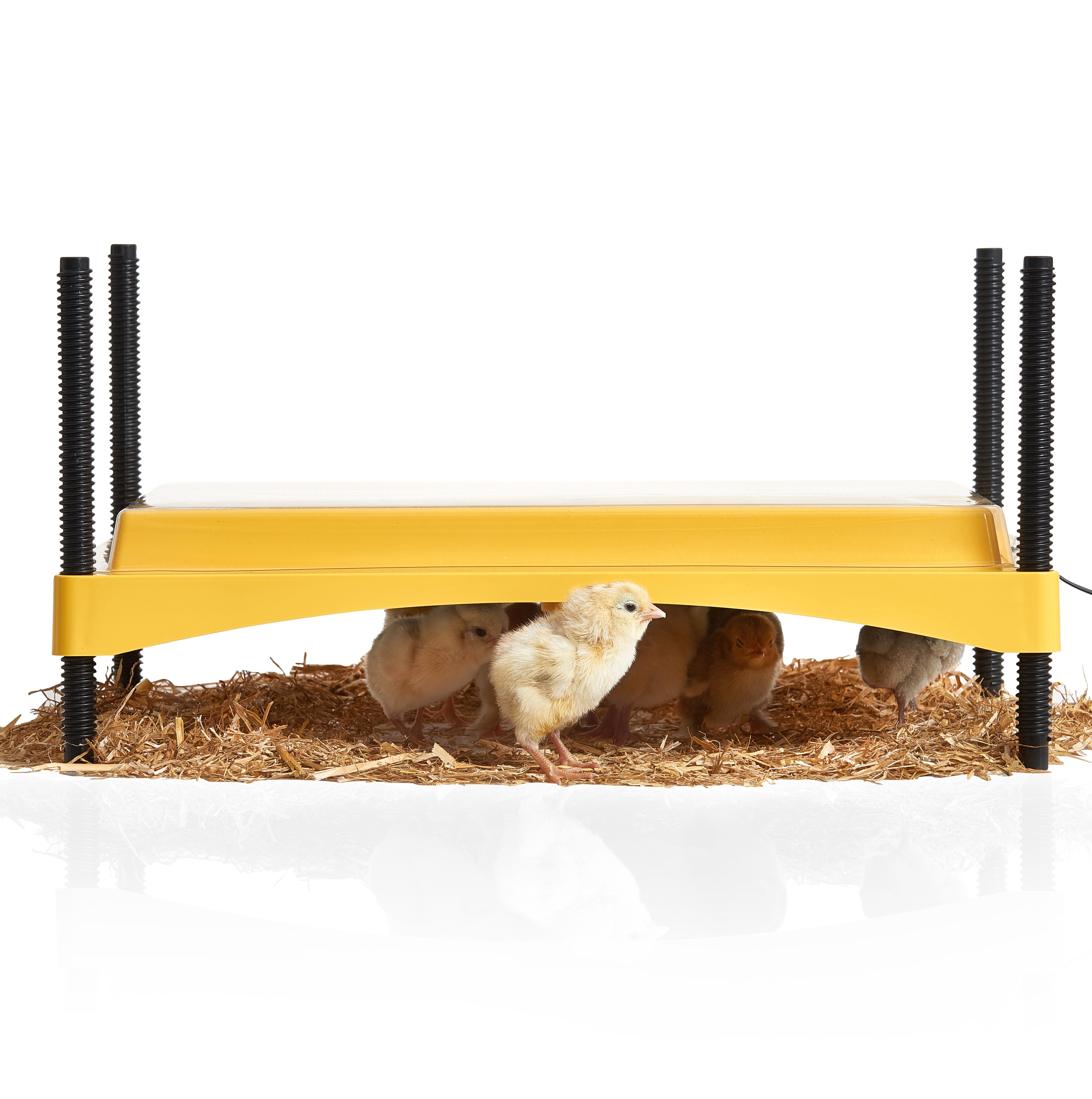 Brinsea EcoGlow Safety 1200 Chick Brooder & Reviews | Wayfair