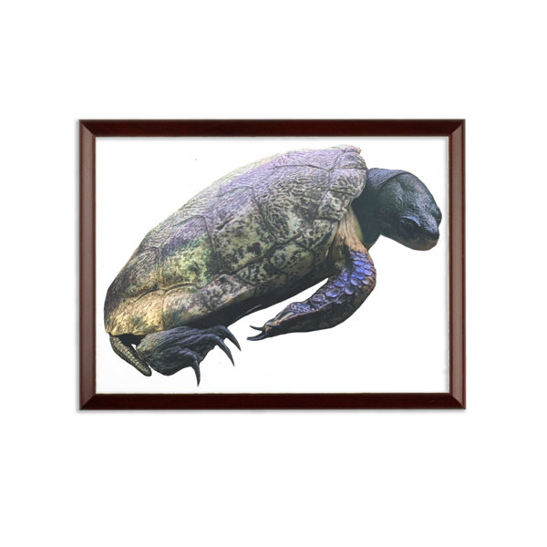 Wrought Studio Turtle - Picture Frame Photograph | Wayfair