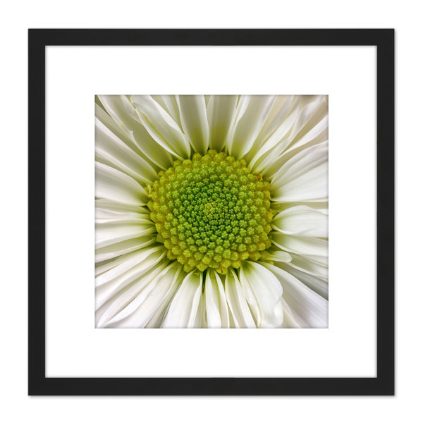 17 Stories Desousa White Chrysanthemum Flower - Photograph on | Wayfair ...