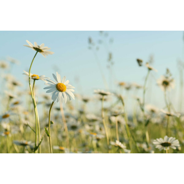 Ebern Designs Daisies by - Wrapped Canvas Photograph | Wayfair