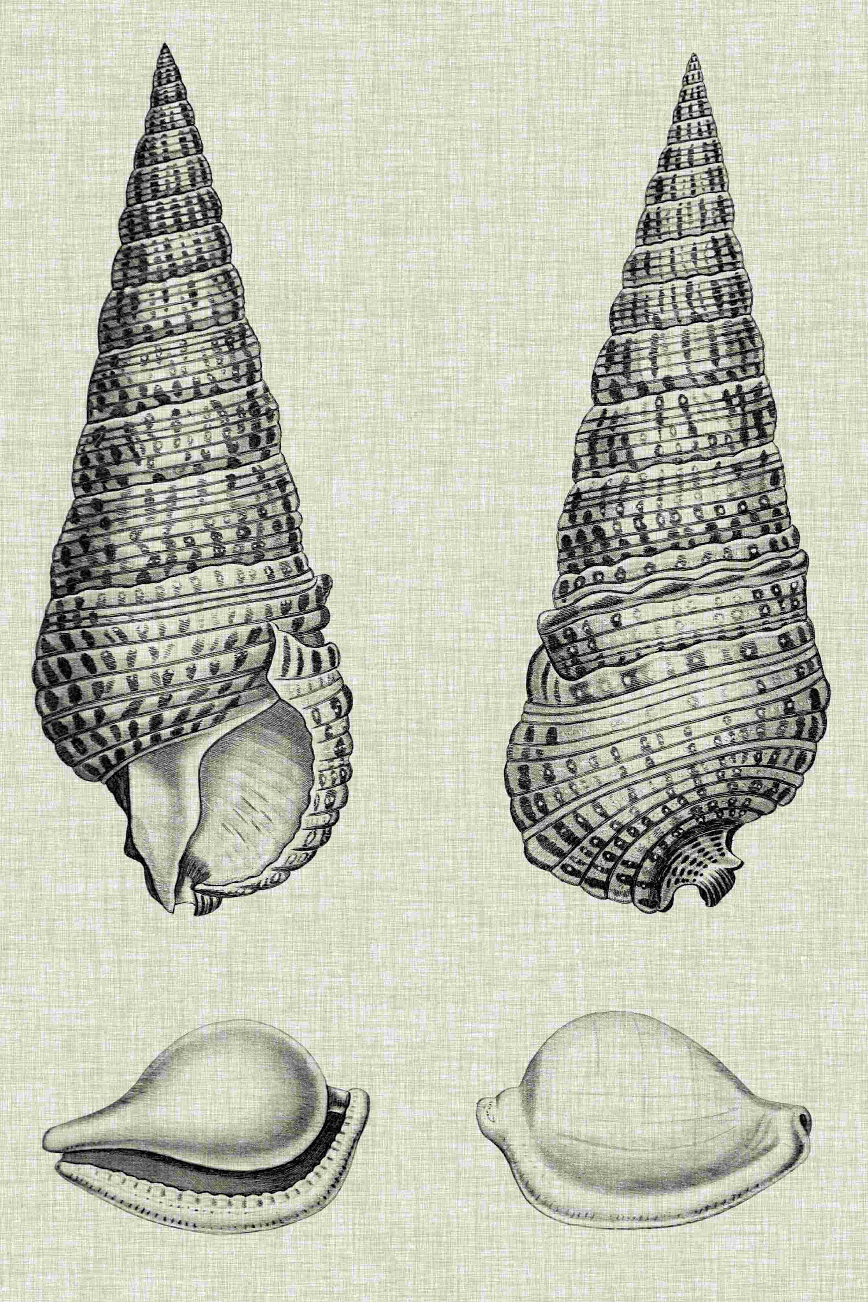 Rosecliff Heights Charcoal & Linen Shells I by - Wrapped Canvas Print ...