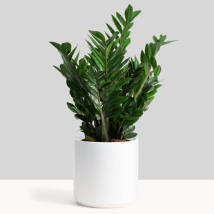 Wayfair | Indoor Planters
