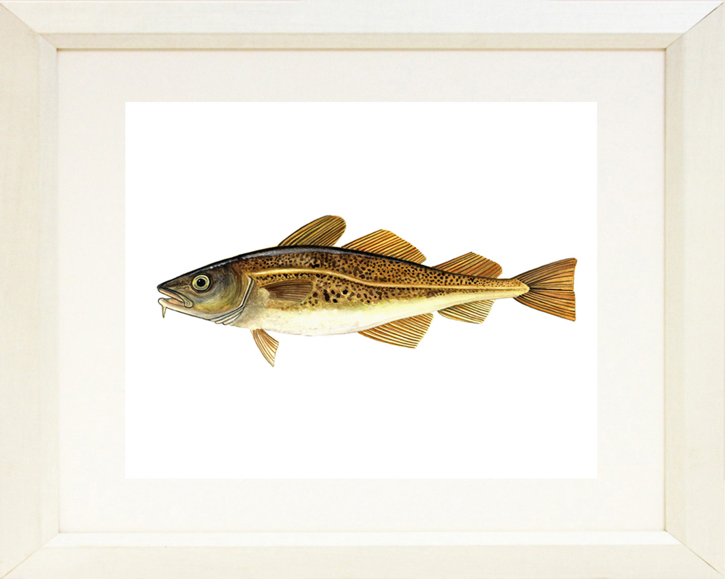 Loon Peak® Atlantic Cod - Picture Frame Print | Wayfair