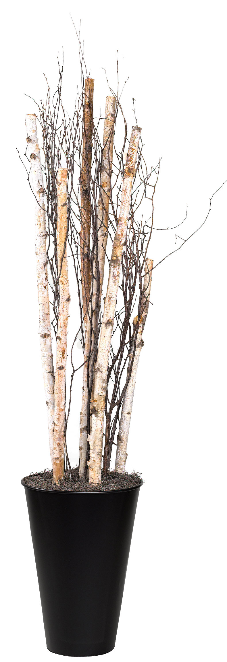 Union Rustic 84'' Faux Birch Tree in Metal Planter & Reviews | Wayfair