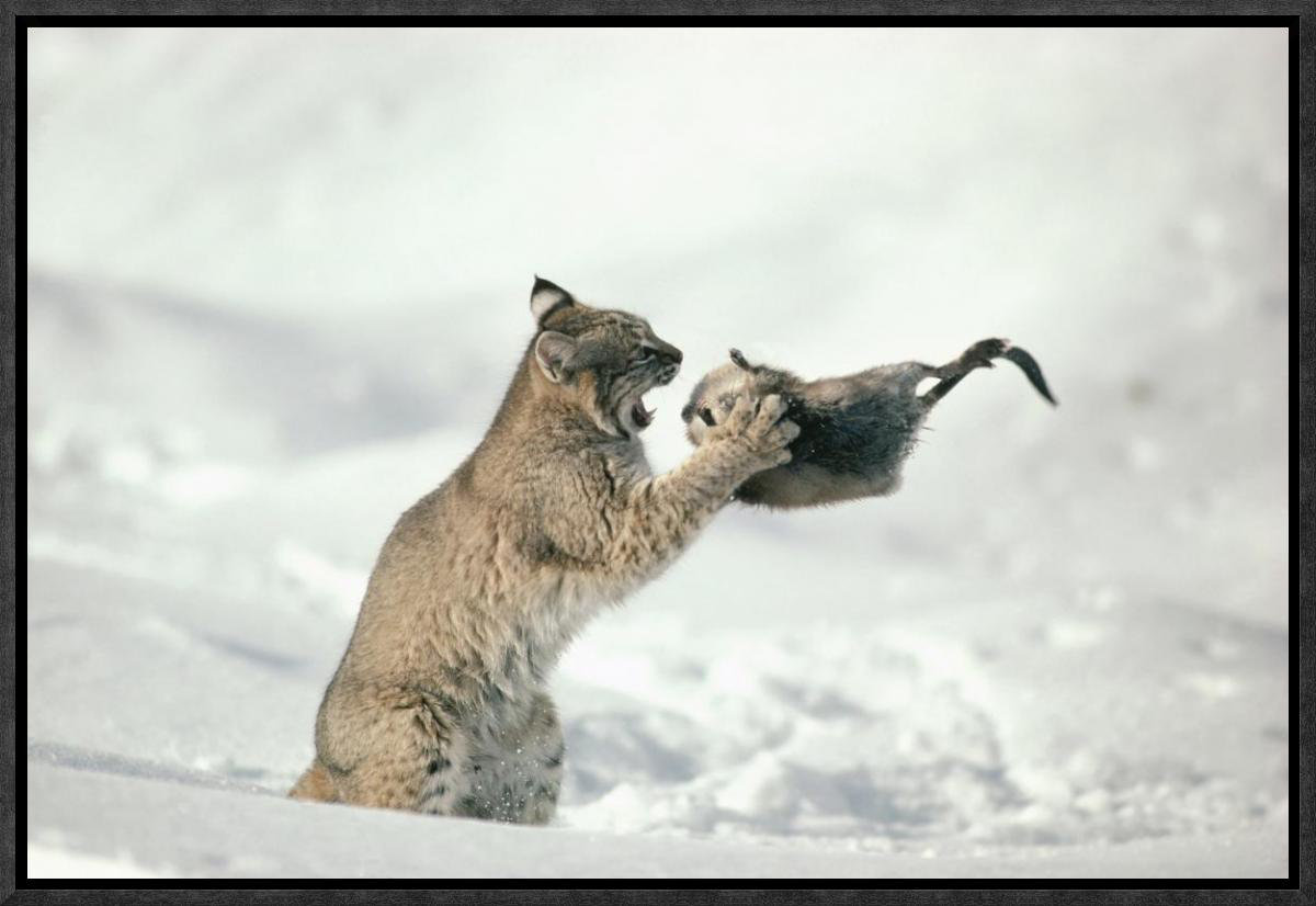 Global Gallery Michael Quinton - Photograph | Wayfair