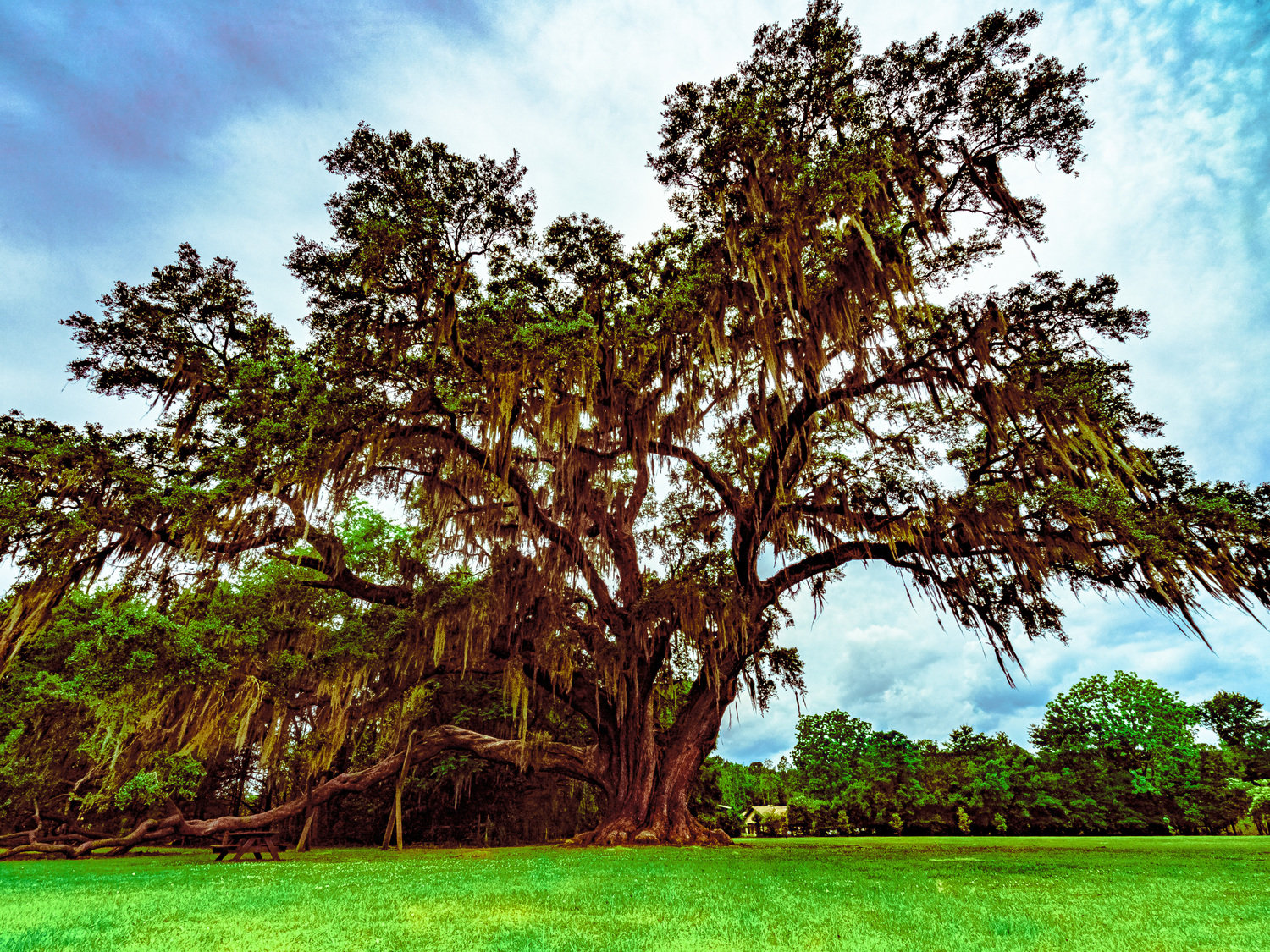 Made & Curated Brian Mc Clean Largest Oak Tree In Gainesville, Florida ...