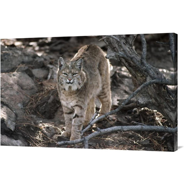 Bungalow Rose Bobcat Adult Portrait Montana - Wrapped Canvas Photograph ...