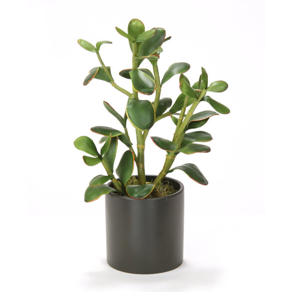 Primrue Silk Greenery Jade Desk Top Plant in Pot | Wayfair.ca