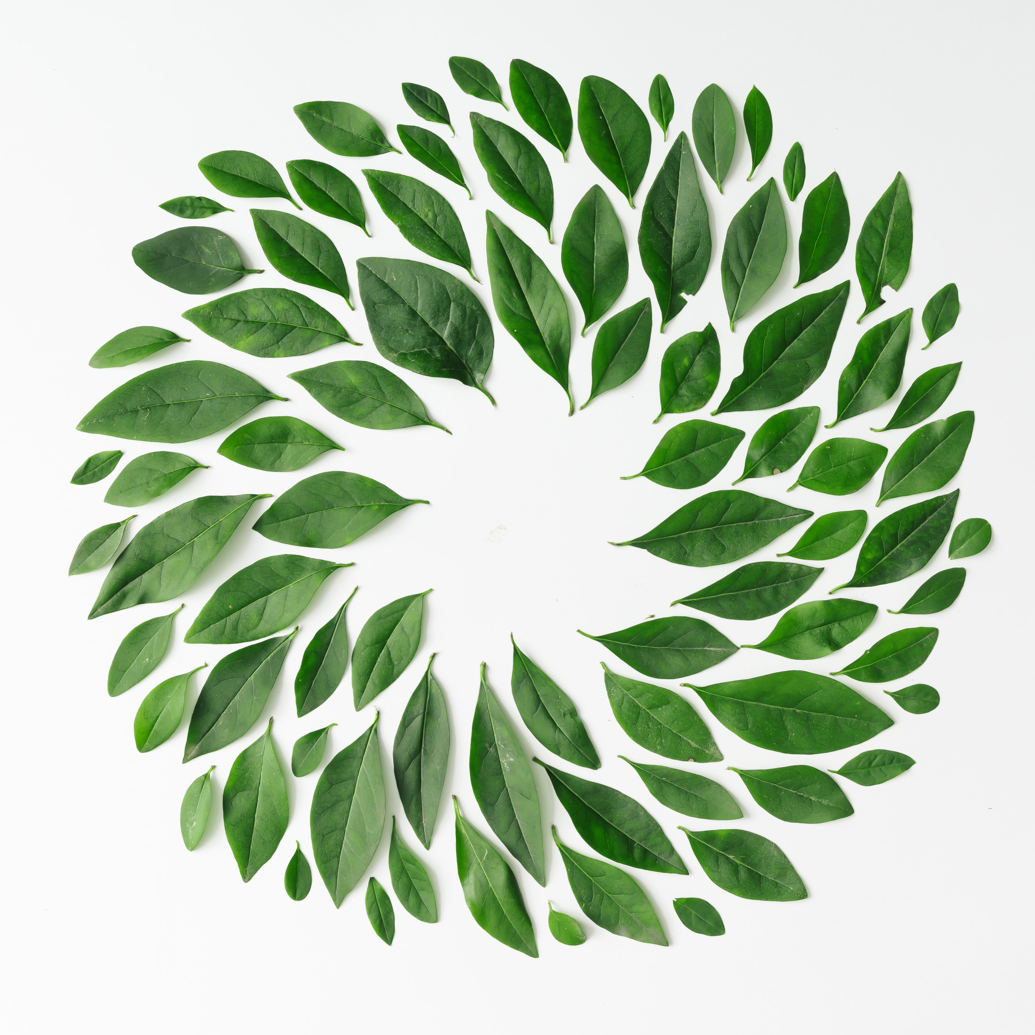 Winston Porter Green Leaves Arranged In Spiral Shape - Wrapped Canvas ...