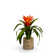 T&C Floral Company Tropical Bromeliad Centerpiece in Glass Jar ...