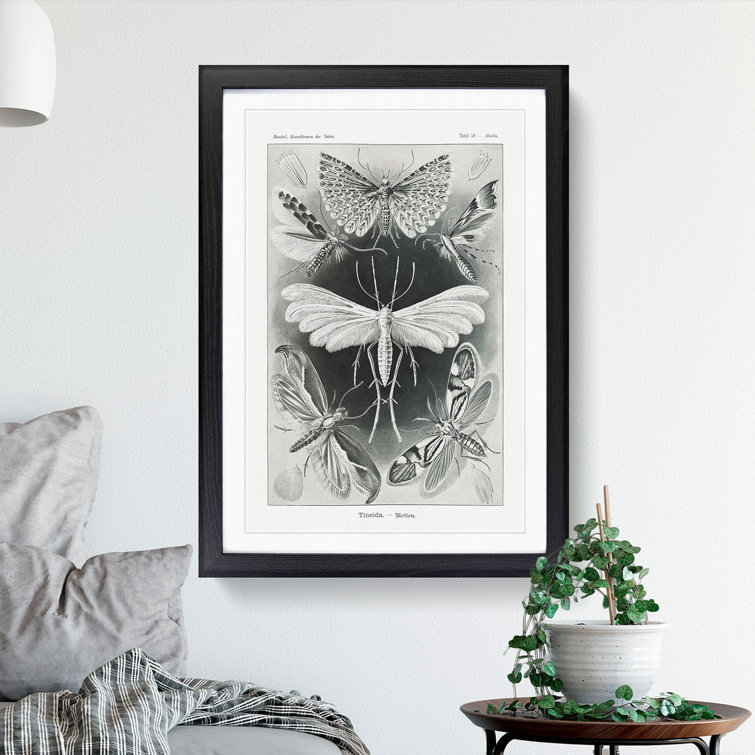 East Urban Home Butterflies Winged Insects by Ernst Haeckel - Picture ...