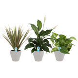 Wayfair | Live Plants You'll Love in 2022