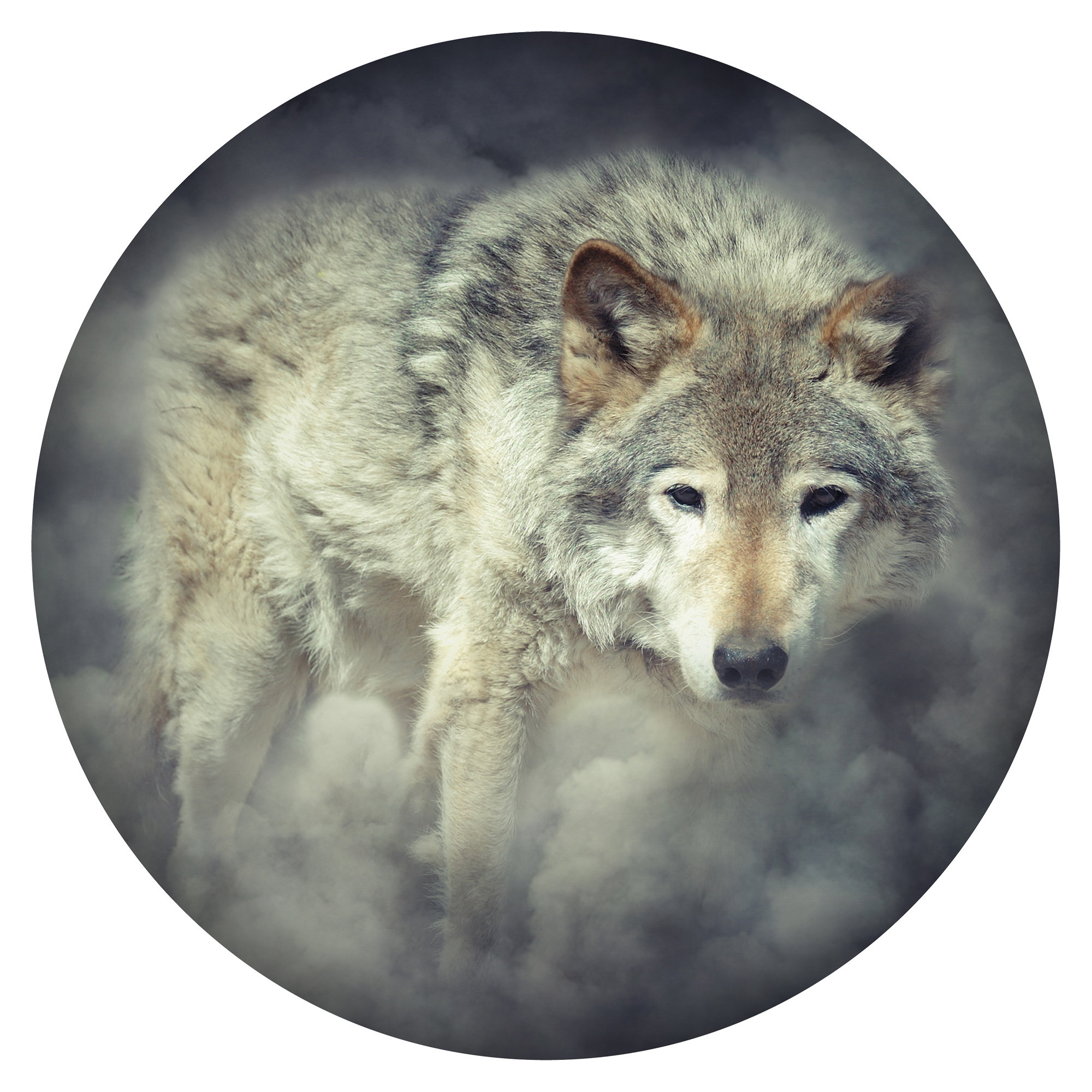 Millwood Pines Leachville Wolf Round Wall DÃ©cor | Wayfair