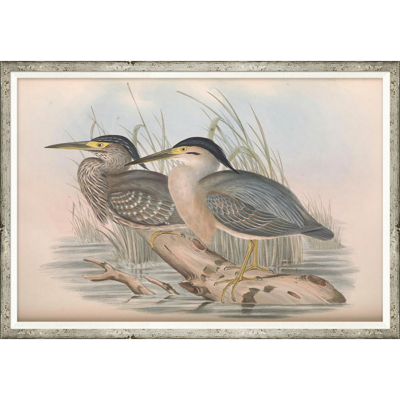 Breakwater Bay 'Coastal Birds' Framed Graphic Art Print | Wayfair