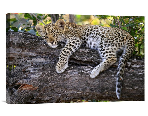 East Urban Home 'Leopard Cub Resting' Photographic Print on Canvas ...