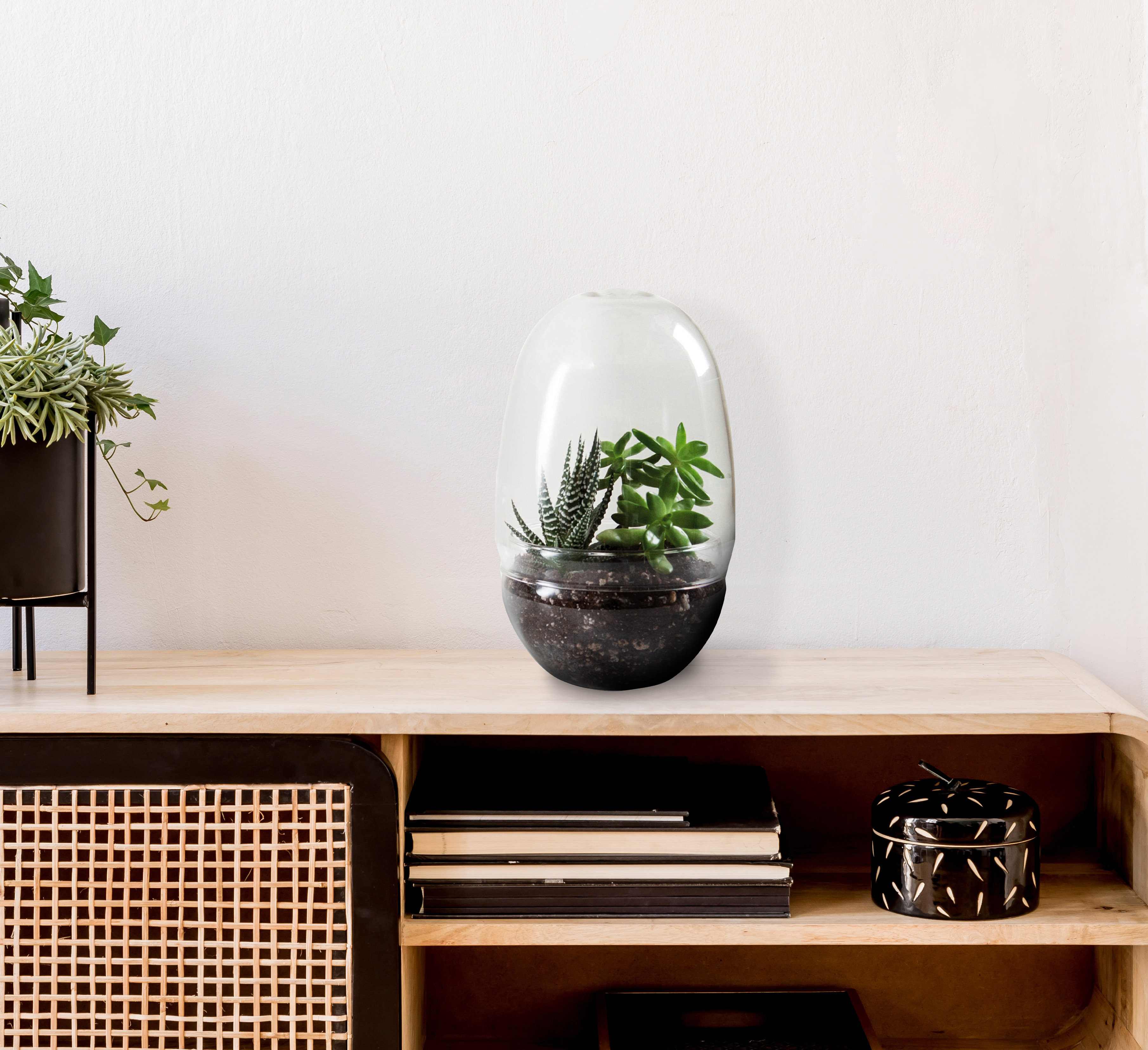 Dakota Fields Large Glass Terrarium | Wayfair
