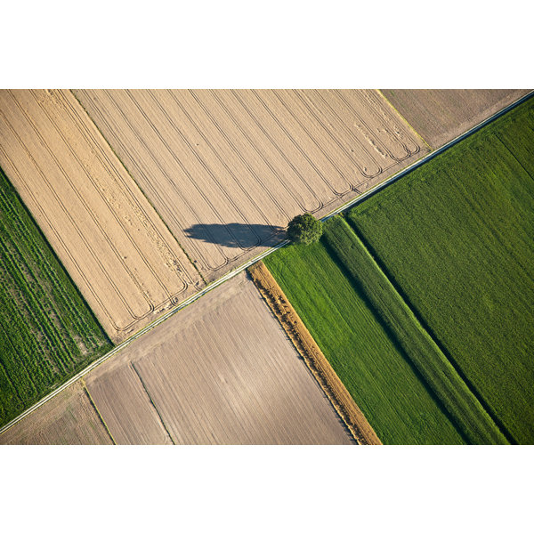 Ebern Designs Tree From Hot Air Ballon by - Wrapped Canvas Photograph ...