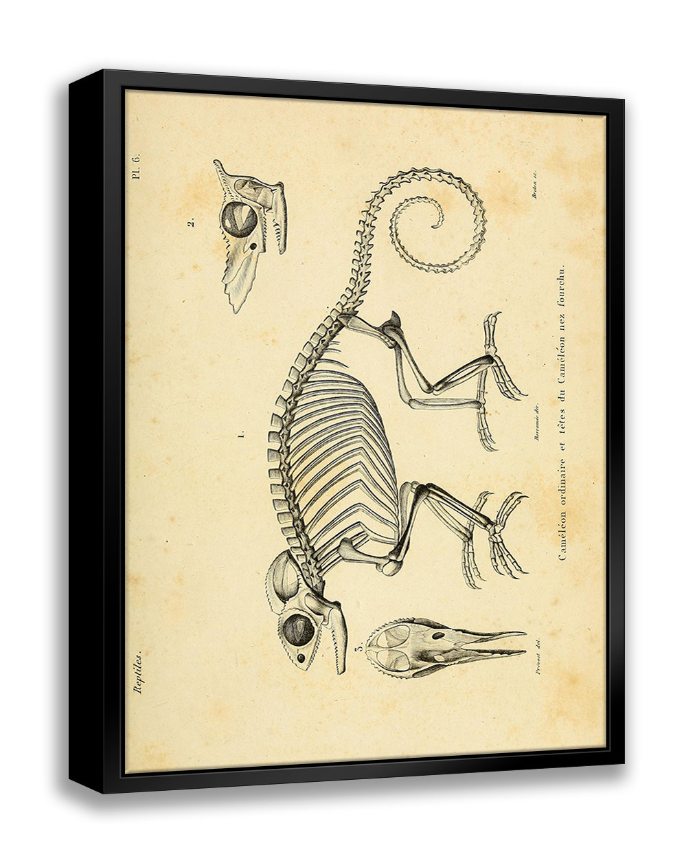 ATX Art Group LLC Chameleon Skeleton System by Stanley Print House - on ...