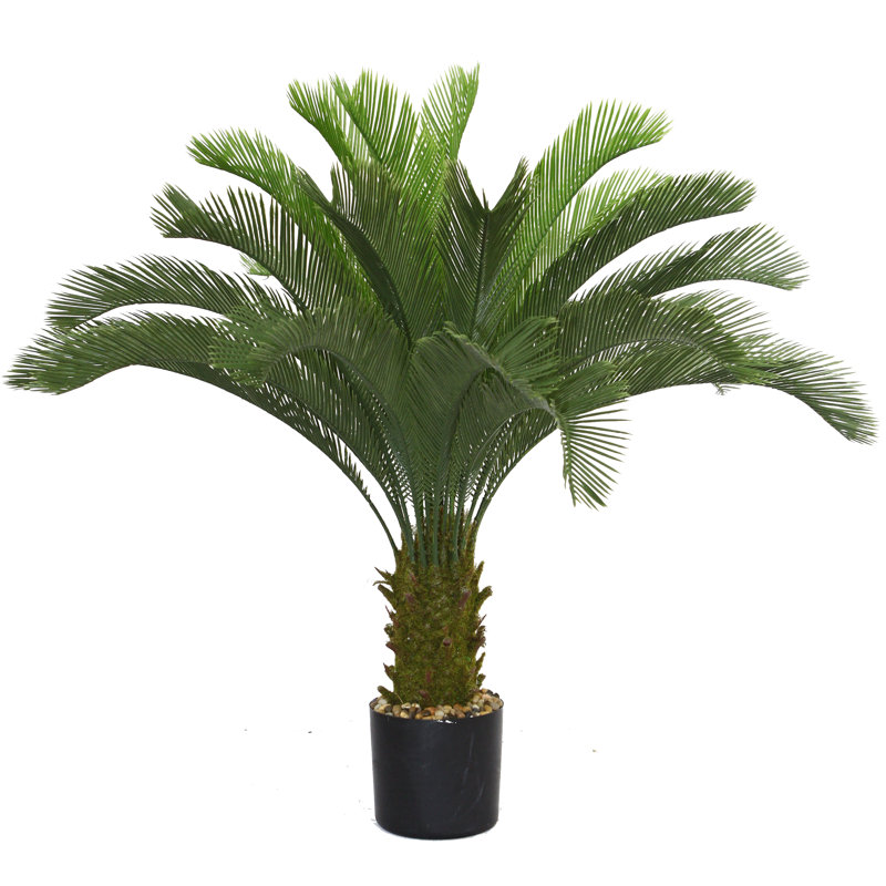 Wildon Home® Cycas Palm Tree in Pot & Reviews