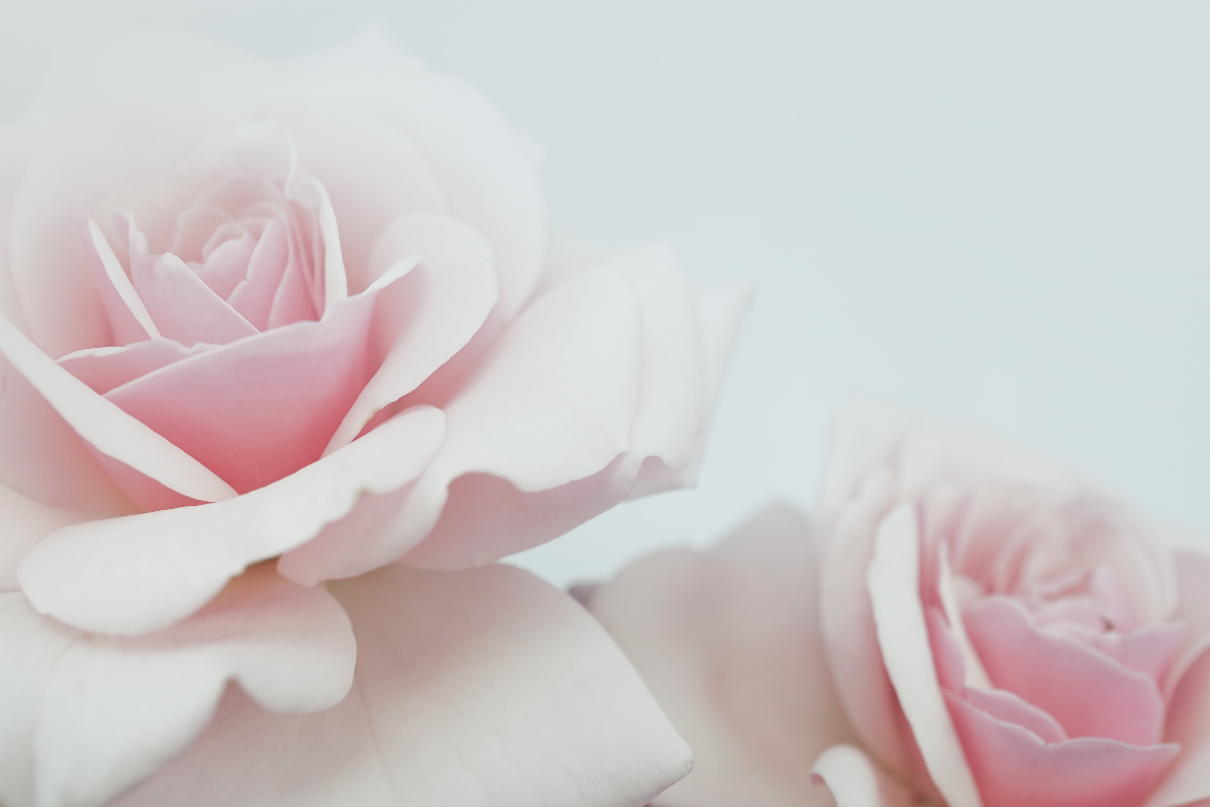 Mercer41 Sweet Color Roses In Soft Color For Flora Background - Wrapped ...