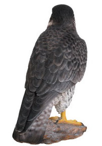 Hi-Line Gift Ltd. Peregrine Falcon Statue & Reviews | Wayfair