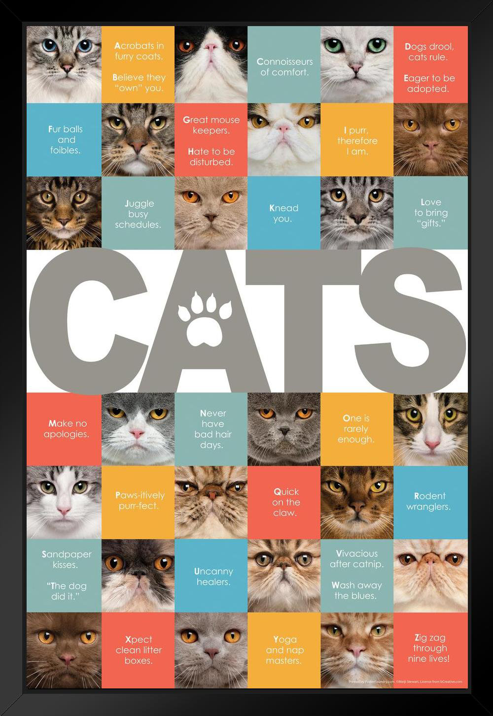 Trinx A To Z Of Cats Cute Pets Loving Animals Baby Animal Portrait ...