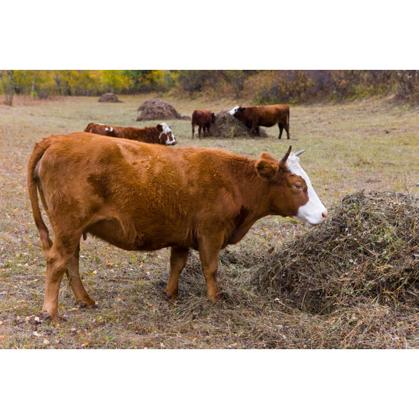 Gracie Oaks Cows Eat Hay - Wrapped Canvas Photograph | Wayfair