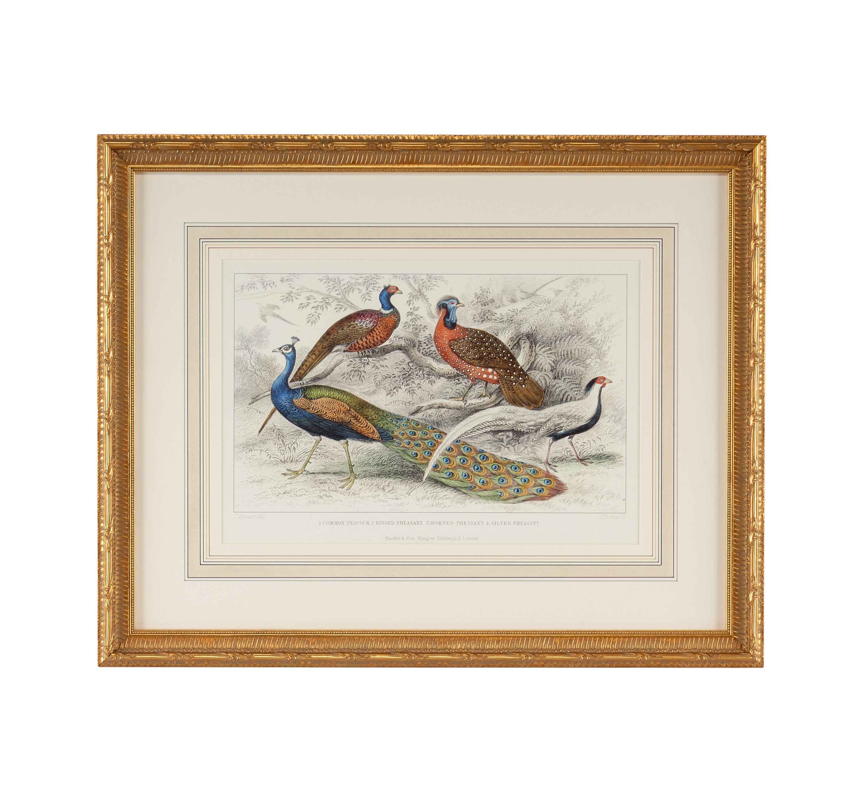 Chelsea House Peacock And Pheasants - Picture Frame Graphic Art | Wayfair
