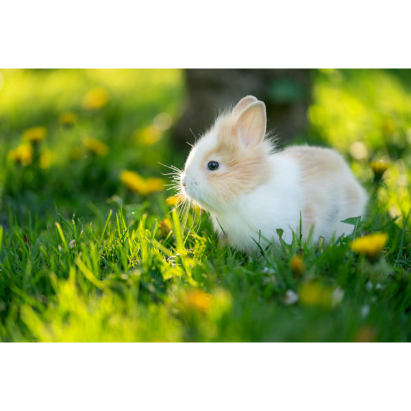 Gracie Oaks Spotted Rabbit In Sunlight At The Green Grass On The Garden ...
