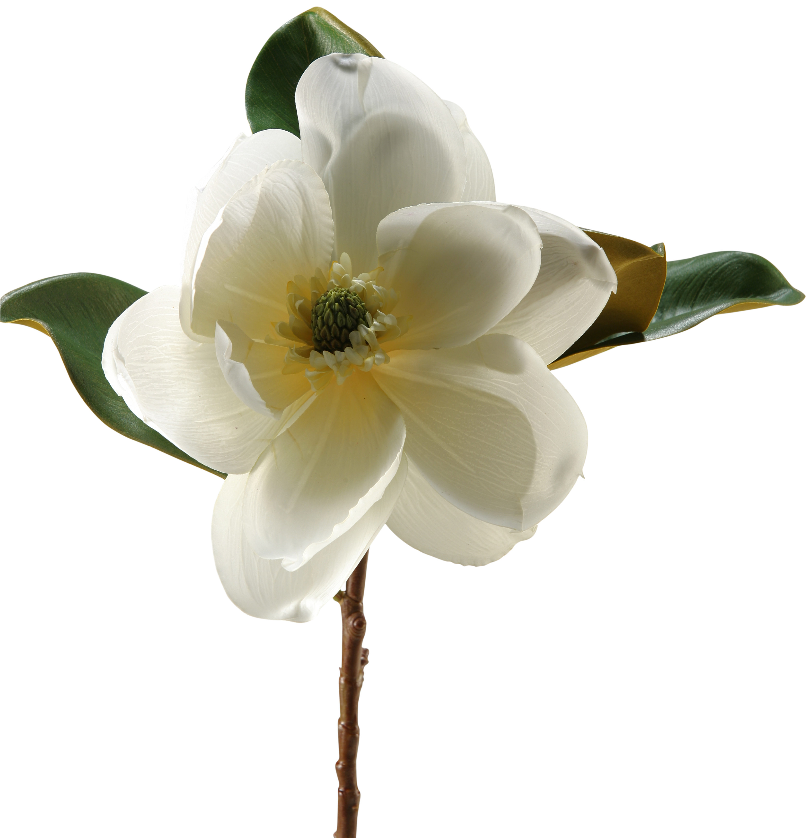 Gracie Oaks Magnolia Stem & Reviews | Wayfair