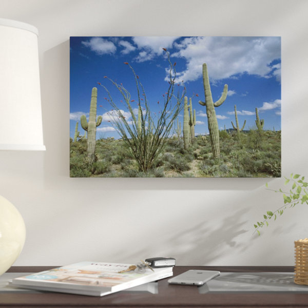 East Urban Home Sonoran Desert Landscape, Tucson, Arizona - Picture ...