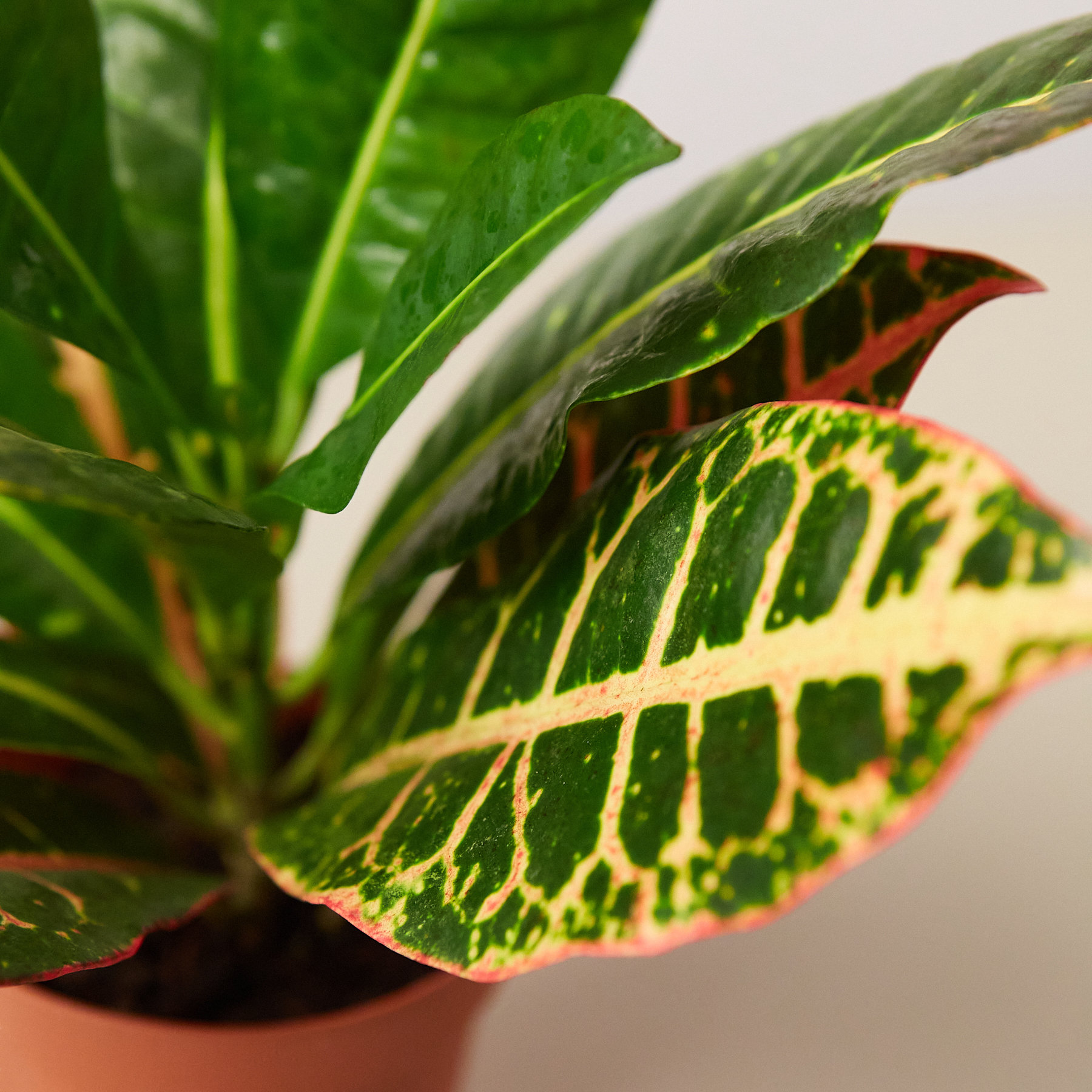 House Plant Shop Live Foliage Plant & Reviews | Wayfair