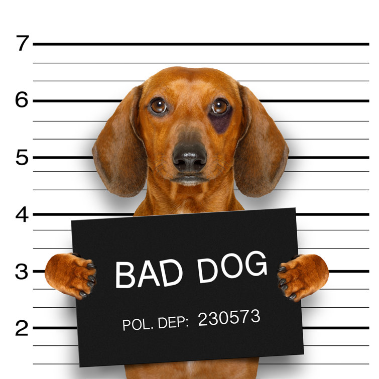 Ebern Designs Dachshund Police Mugshot by - Wrapped Canvas Photograph ...