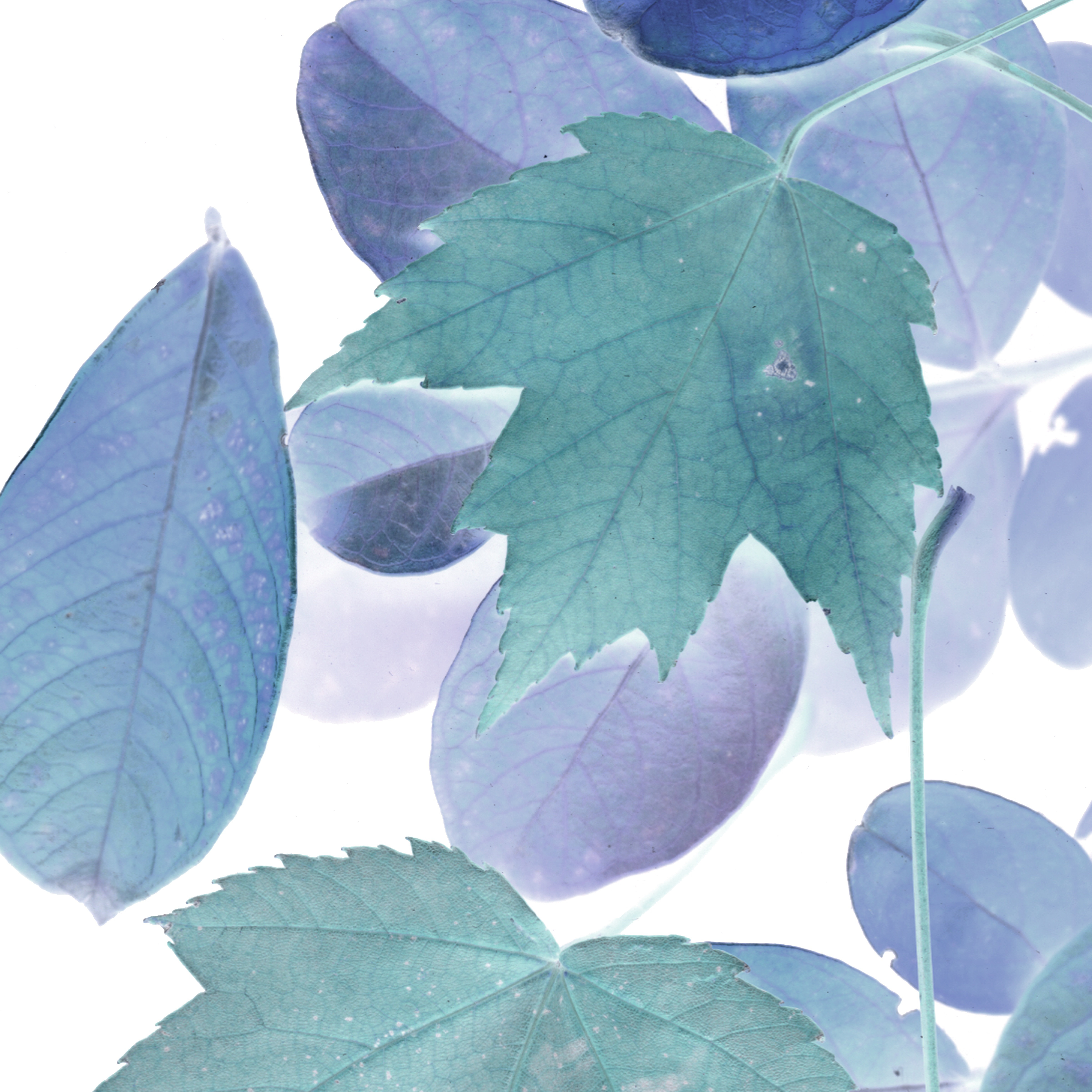 Red Barrel Studio® Xray Leaves III by Vision Studio - Wrapped Canvas ...