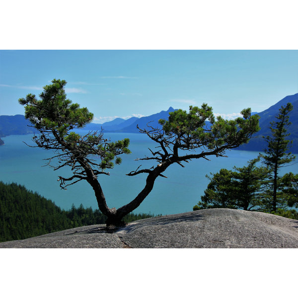 Millwood Pines V-Shaped Tree by - Wrapped Canvas Photograph | Wayfair