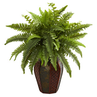 Wayfair | Indoor Plants in Decorative Vase You'll Love in 2022