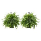 Luxury Live Plants | Perigold