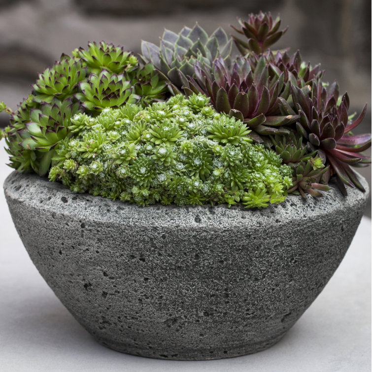 Williston Forge Garden Terrace Cast Stone Pot Planter & Reviews | Wayfair