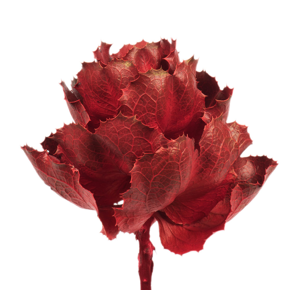Primrue 8" flower Red Queen Flower, 1 stem, Dried | Wayfair