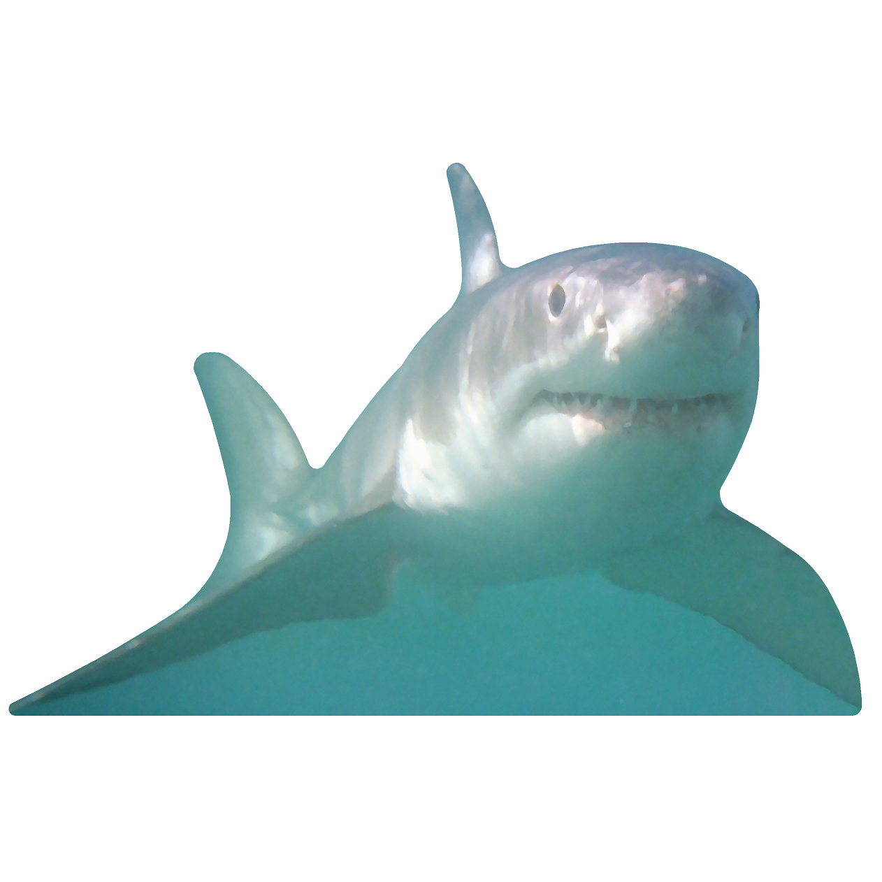 Wet Paint Printing Shark Facing Forward Cardboard Standup | Wayfair