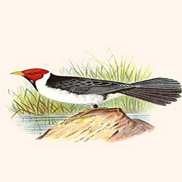 MH Handel Throated Or Lesser Cardinal - Wrapped Canvas Painting | Wayfair