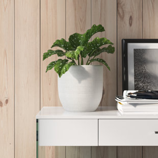 Wayfair | Indoor Planters