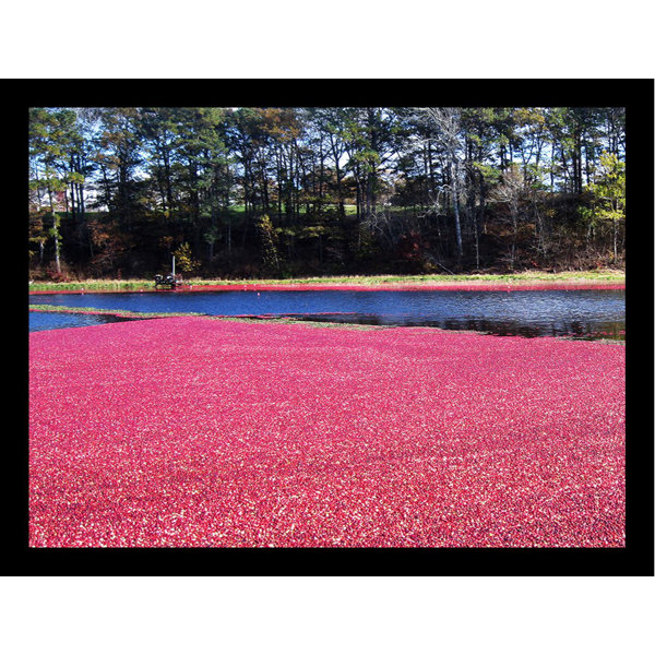 Buy Art For Less Cranberry Harvest by Joseph Condon - Picture Frame ...