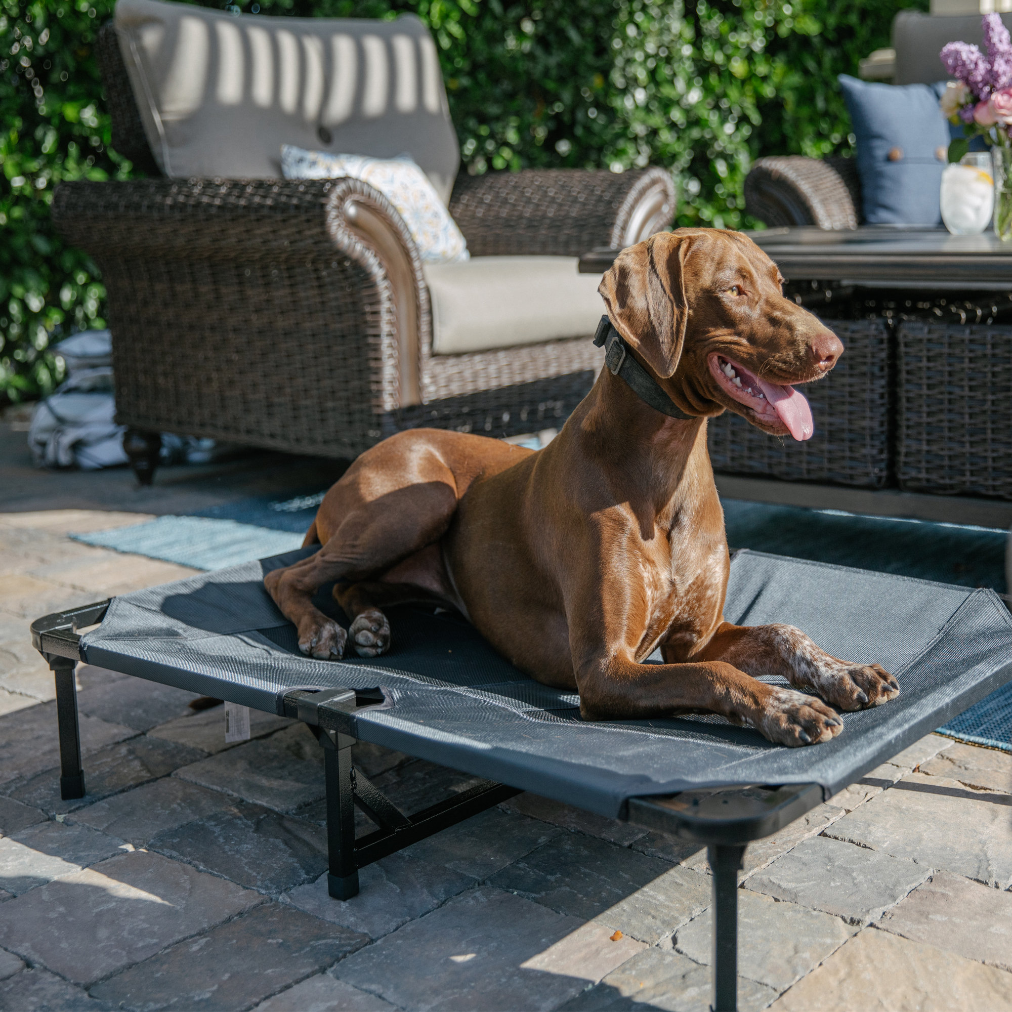Lucky Dog Elevated Cot & Reviews | Wayfair