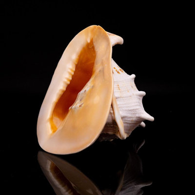 Decorative Horns | Wayfair