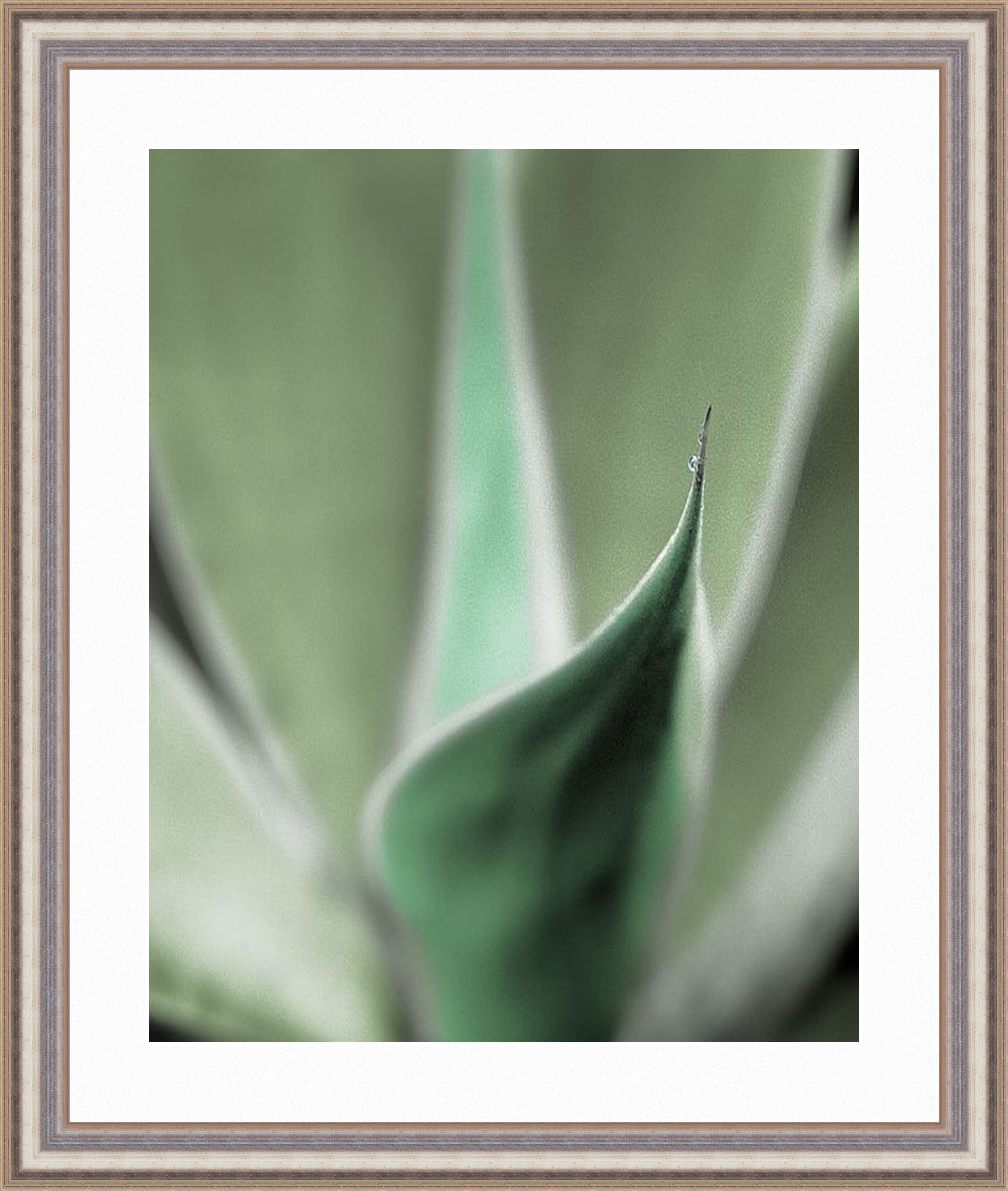 Dakota Fields Agave V - Picture Frame Photograph | Wayfair